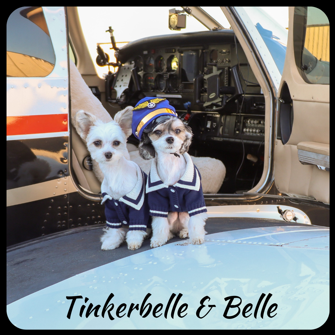 Animal Rescue Organization - Pilots to the Rescue